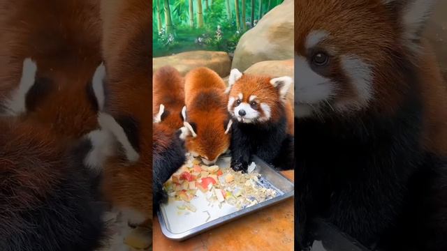 Ну почему они такие милахи ❤️🐼❤️