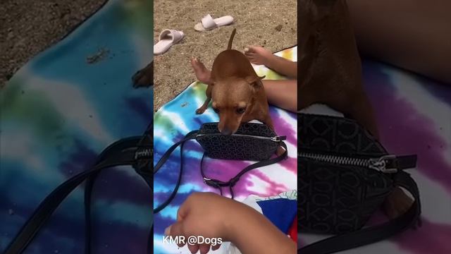 Мини охрана для мини сумки😠😂 ( видео про собак )