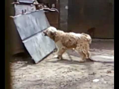 Dog playing. Пёс развлекается .