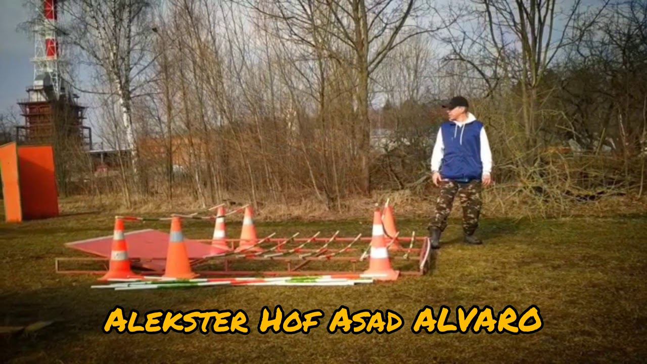 Прыжок в длину бельгийская овчарка