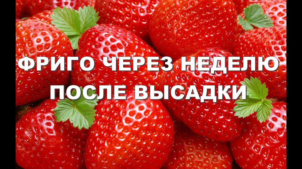 ФРИГО ЧЕРЕЗ НЕДЕЛЮ ПОСЛЕ ВЫСАДКИ