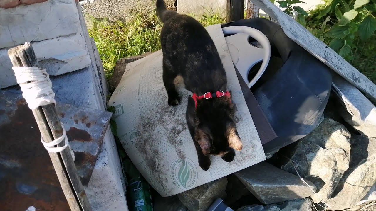 Мурка играет с бабочкой.