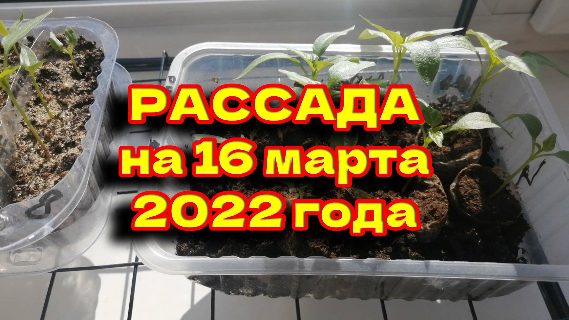 Моя рассада на 16 марта 2022
