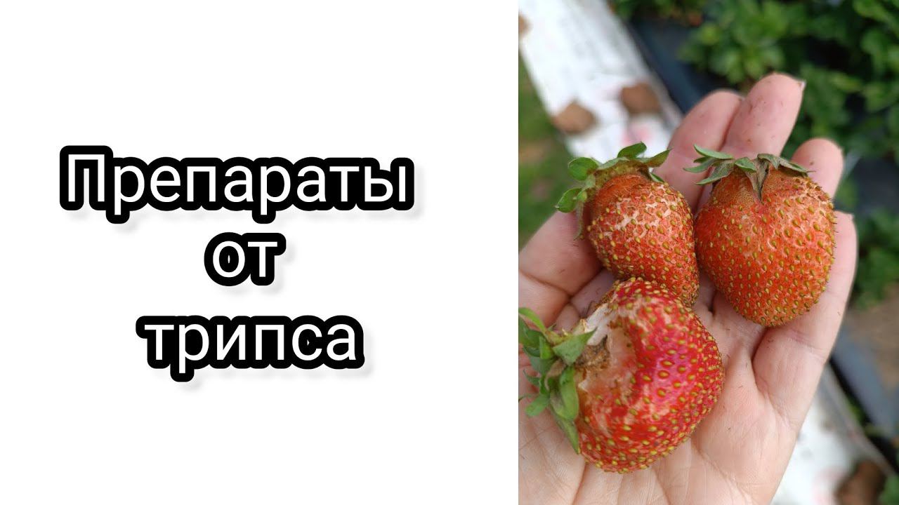 Препараты от трипса на клубнике. Биологические и химические. #трипс