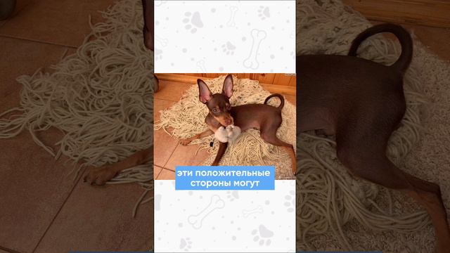 Идеальная собака для маленькой квартиры🙌🏼  Часть 1 #shorts #кинолог #собаки #дрессировка