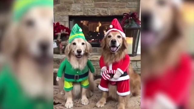 ?Лучшие смешные ПРИКОЛЫ ? #12