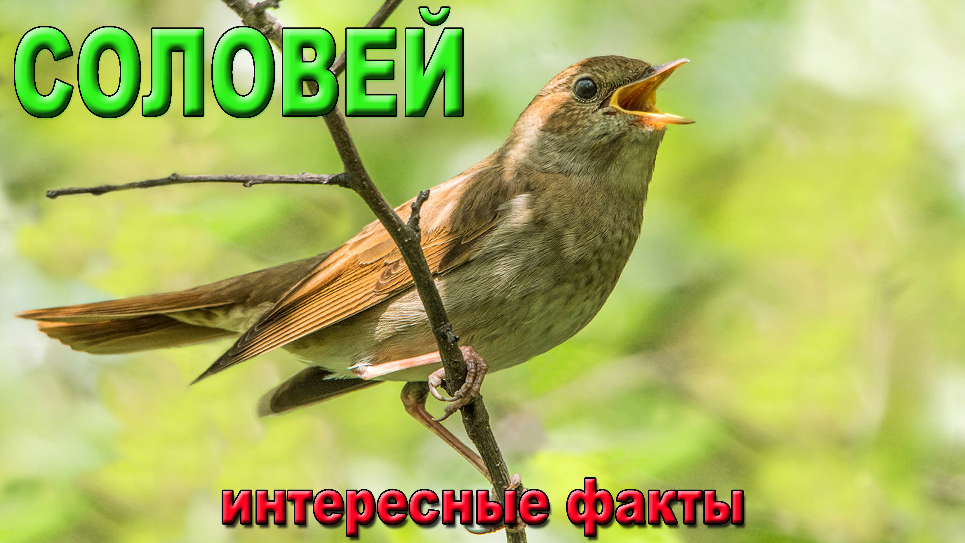 Соловей, интересные факты.