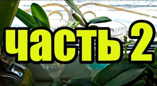 ???Орхидеи в воде спустя 2 месяца. Часть 2  Orchids in water after 2 months.mp4