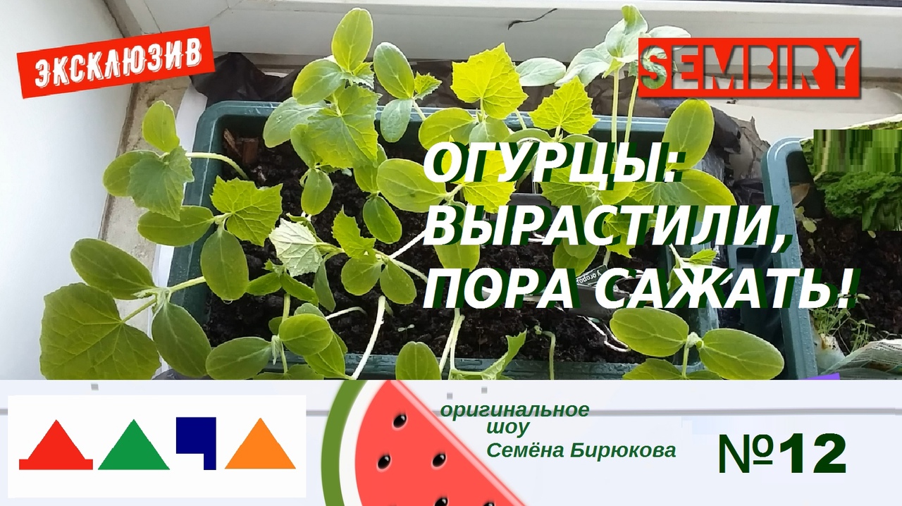 ОГУРЦЫ: САЖЕНЦЫ ВЫРАСТИЛИ, ПОРА САЖАТЬ. ЧТО ПОЮ В МАШИНЕ? ШОУ ДАЧА. Выпуск от 09.04.2023
