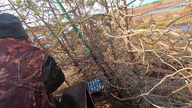 Охота на гуся в карелии 2024.