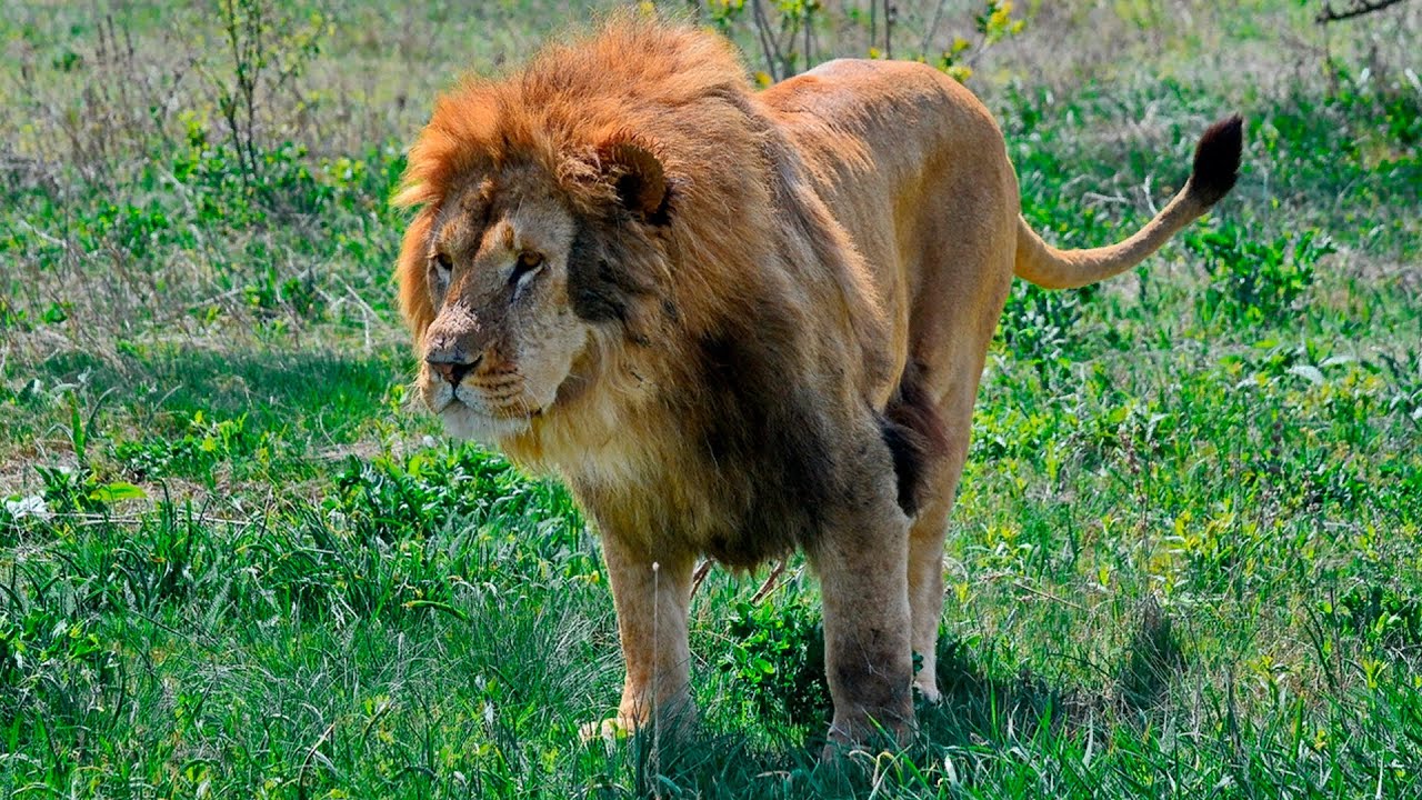 Львы гуляют по Тайгану.