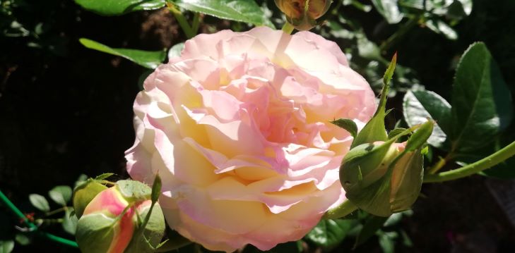 РОЗЫ. ПИТОМНИКИ НАДЕЖНЫЕ И НЕ ОЧЕНЬ. ЧАСТЬ 3