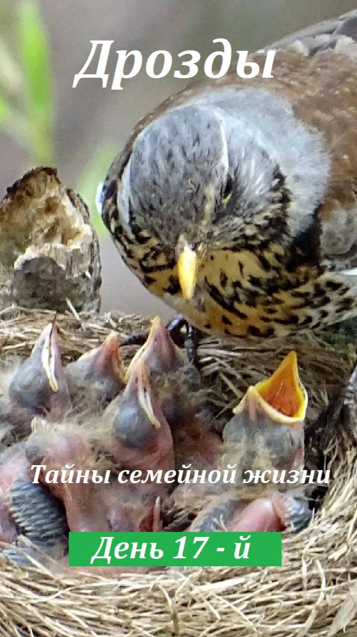 Птица дрозд. Тайны семейной жизни. День 17 - й