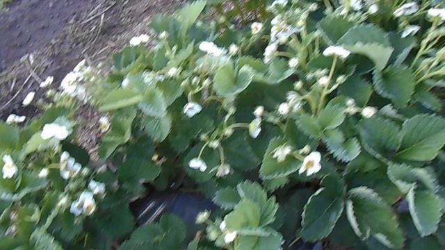 Земклубника Купчиха удивляет обилием!