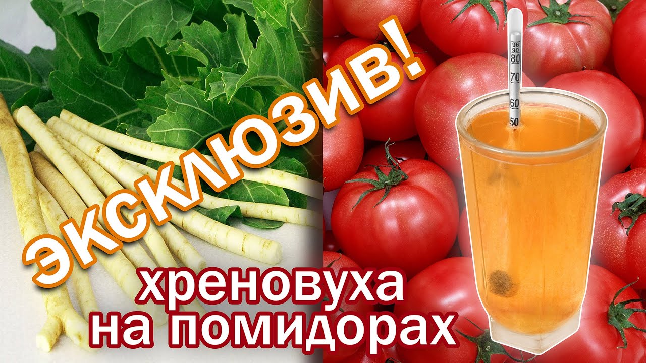 Хреновуха помидорная на самогоне, одна из вкусных настоек на хрене