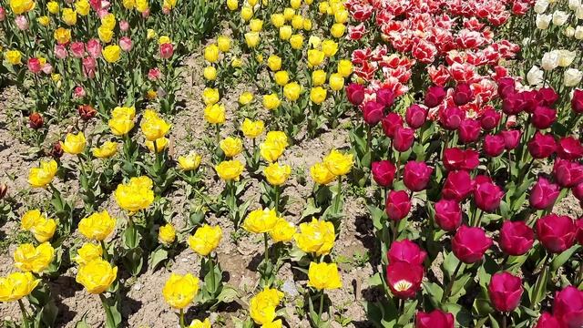 Парад тюльпанов в Никитском ботаническом саду (глазами мужчины)