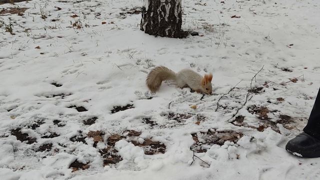 Бельчонок у дома. г.Омск. 10.11.2022г.