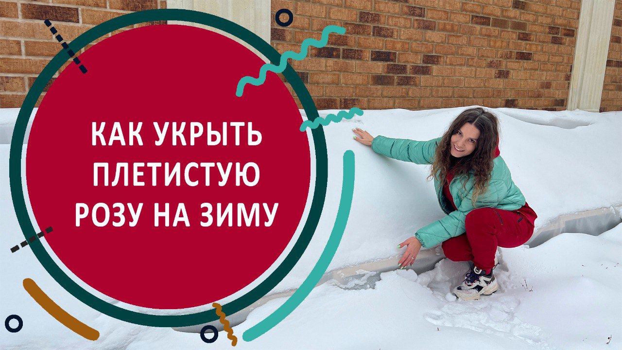 Конструкция для укрытия плетистых роз _ Что не забыть, укрывая розы _ Где купить саженцы роз.