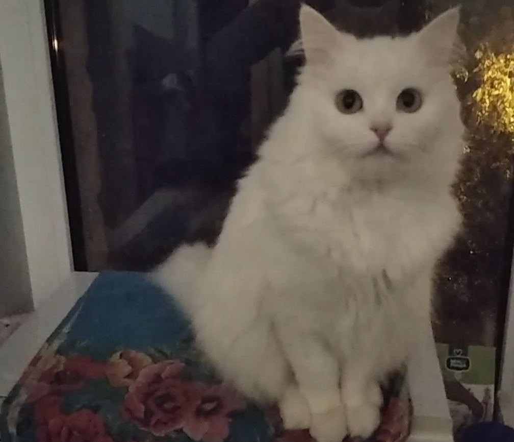 Бусинка. 4 урок! Команды: "сидеть" и "дай лапку".