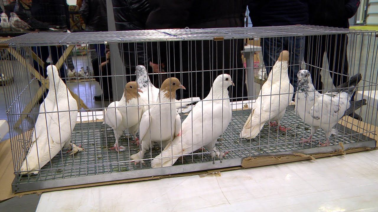 Выставка-ярмарка.25.01.2020. Часть 3. Уфа. ВДНХ-Экспо.