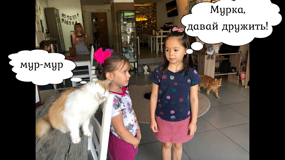#Котейня Изабелла и Аида в #котокафе ! __ #ИзабеллаЛайк.mp4