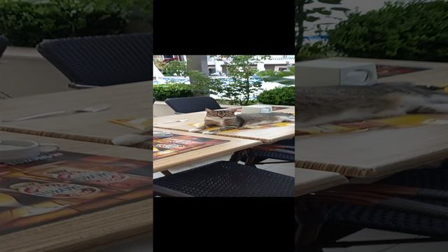 ❗Кошки отеля Viking Star 🐈 Kemer Turkey 2024 г.❗ #shorts #short #video #cat #funny #котики #турция