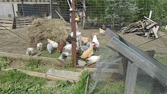 Май 2021, Кашира, начал подкармливать птичек свежей травой