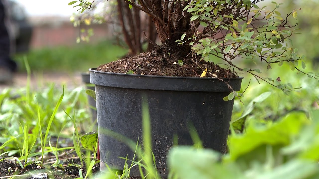 Здравствуй, дерево! #7