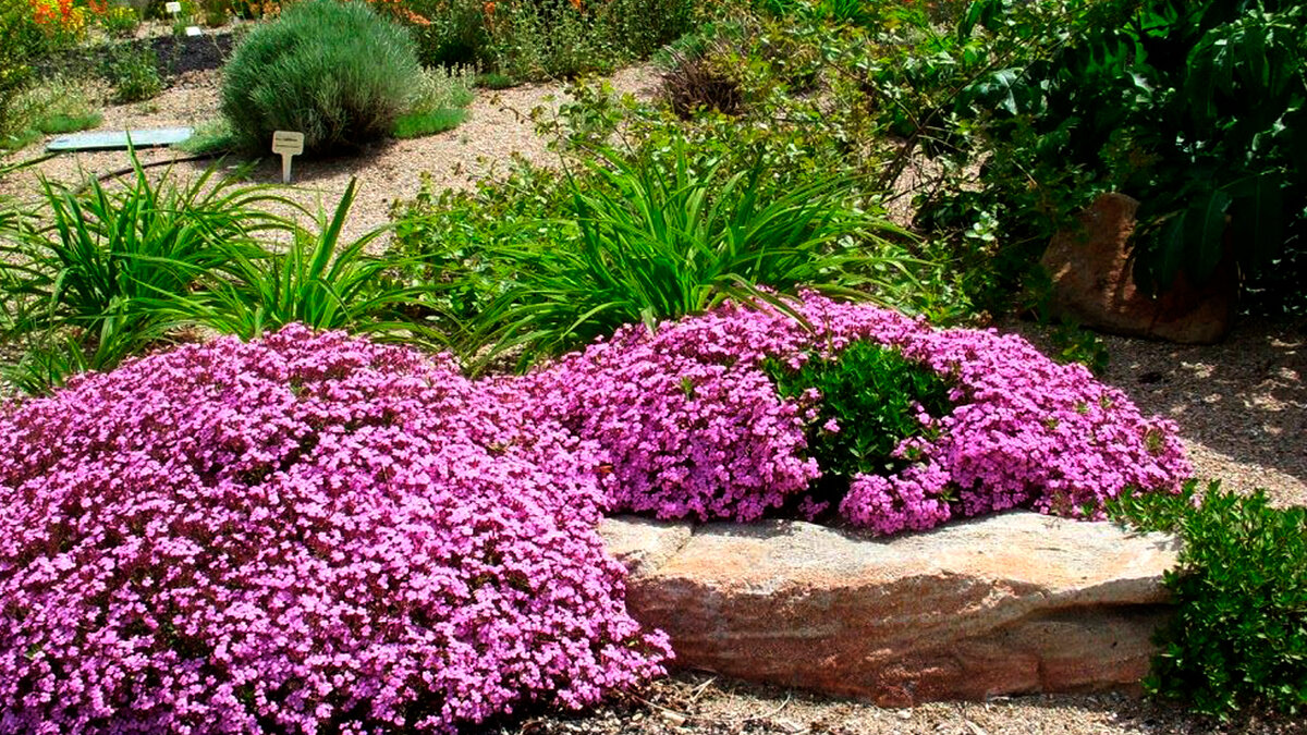 Сапонария (мыльнянка) РЕЛАКС АРТ-ТЕРАПИЯ ИМПРОВИЗАЦИЯ композитор Виктор Анохин #музыка #piano #цветы