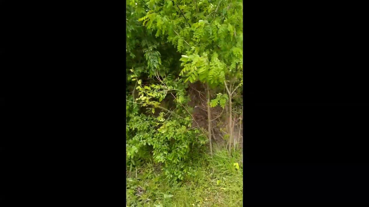 Покос поросли и мелколесья