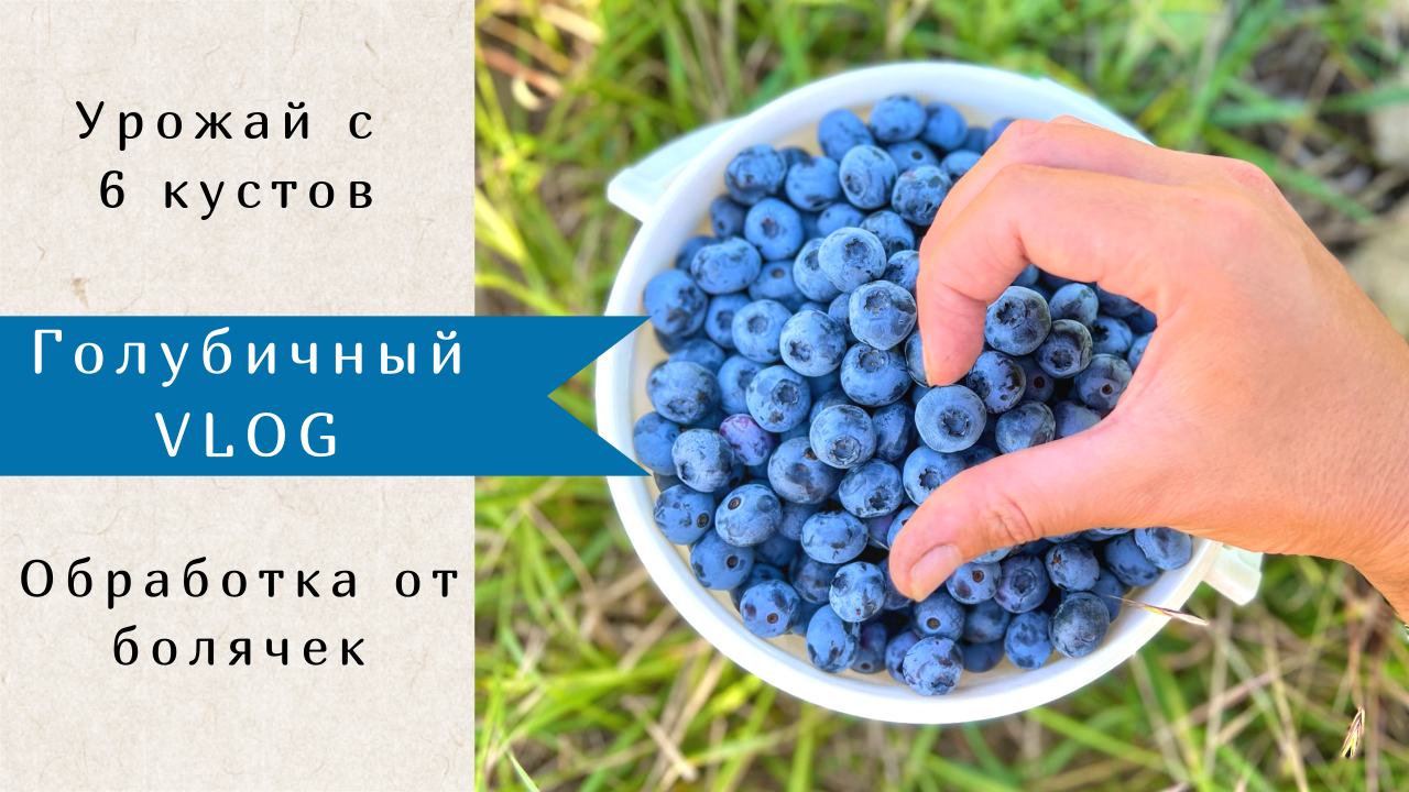 Моя голубика: урожай, лишние побеги, обработка, болячки