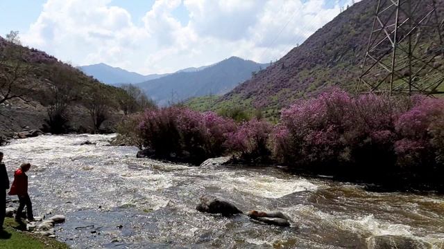 Горный Алтай 2021_13. В Японии любуются цветением сакуры, а в Горном Алтае - маральника