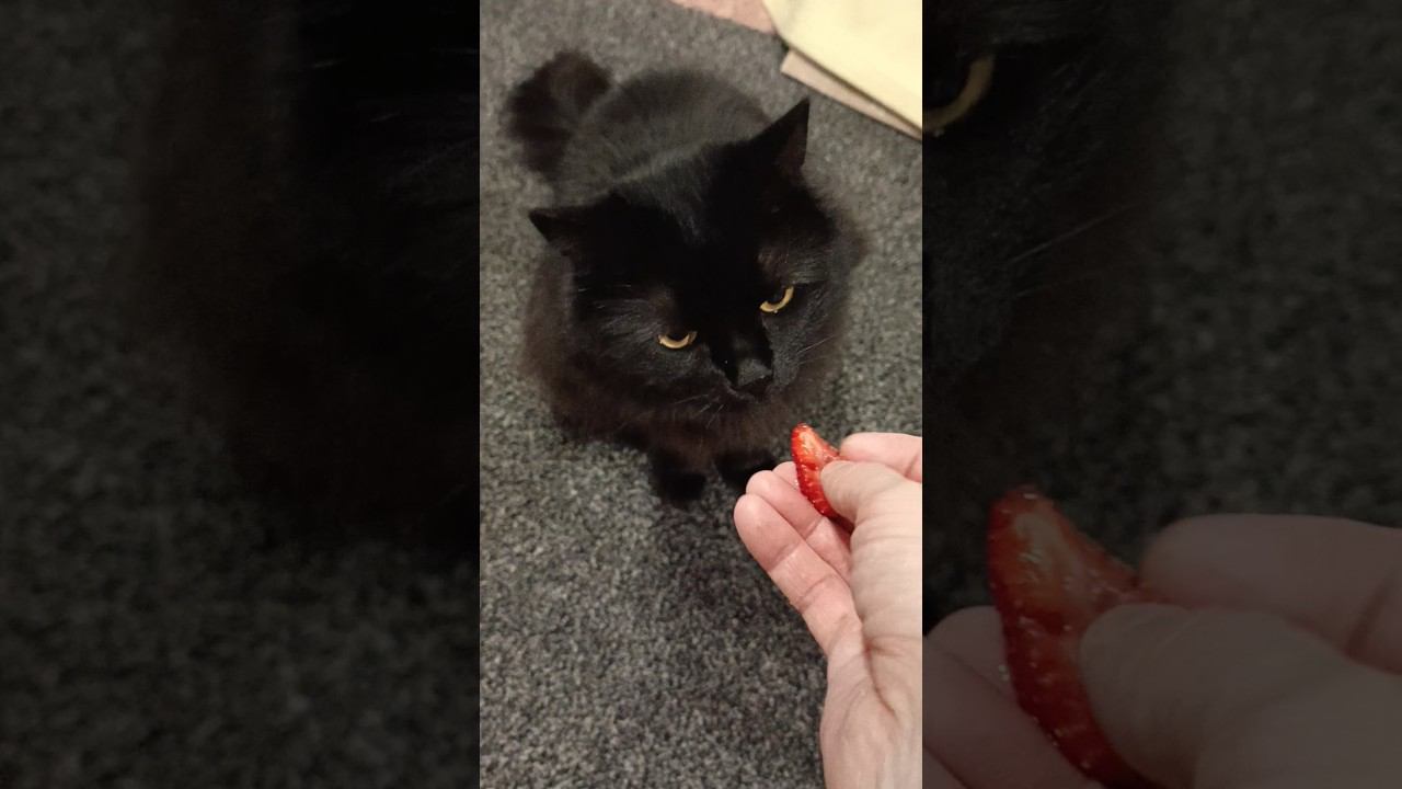 #shorts Котик и клубничка