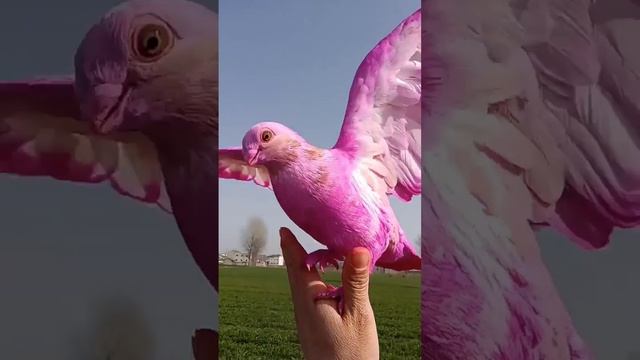 Розовый голубь. Весна!