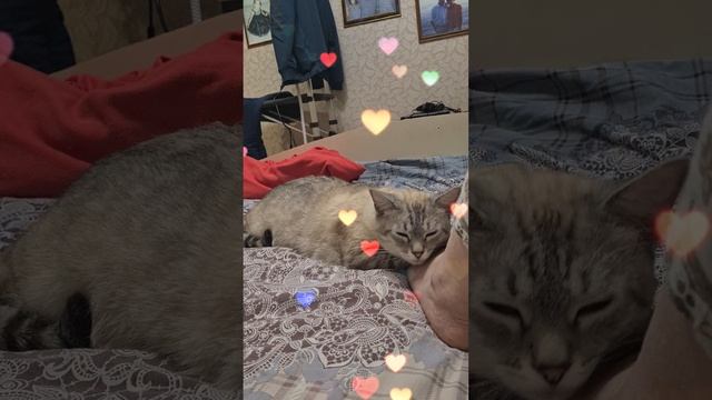 Коснусь тебя рукой, прижмусь к тебе щекой.
А ты тепло мне подари до утренней зори