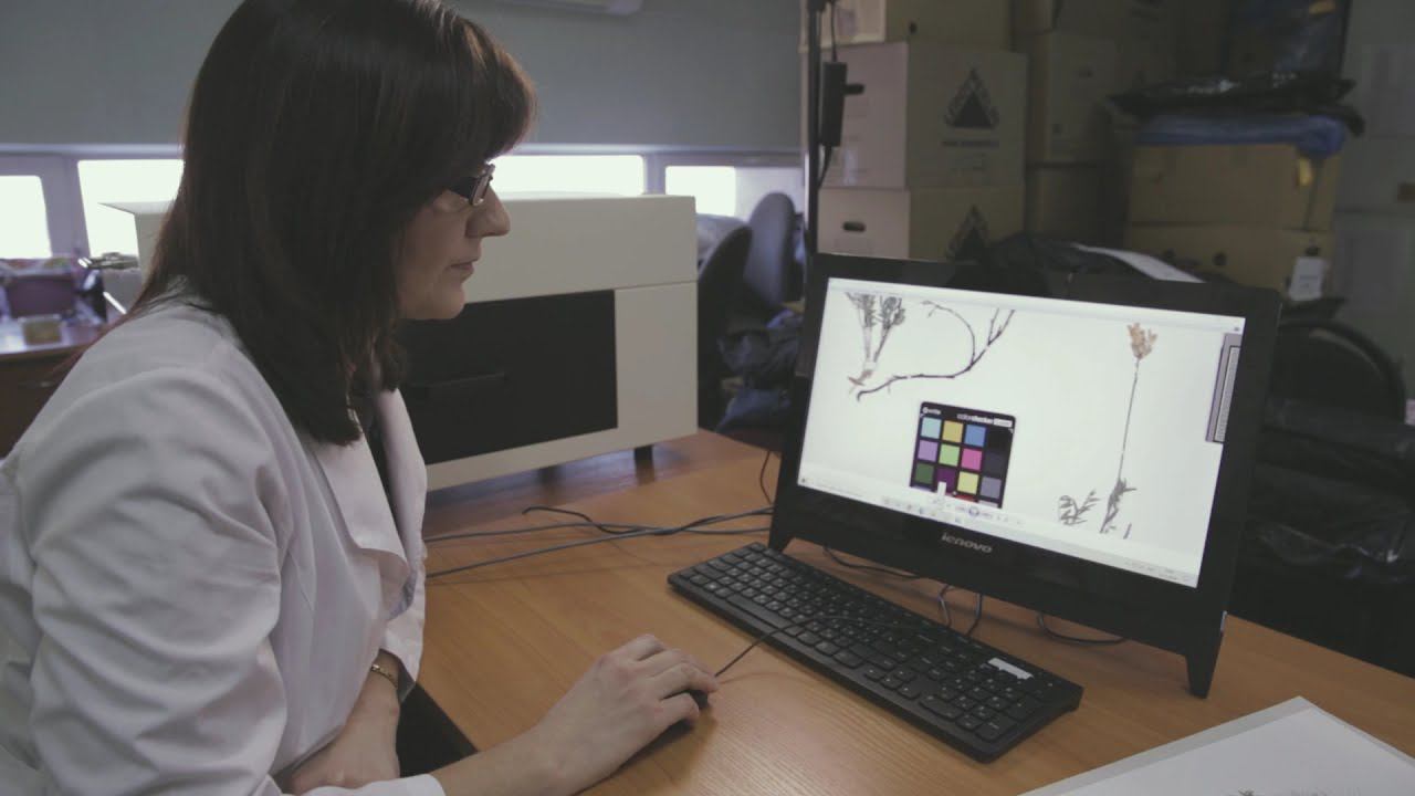 Самарский университет оцифрует крупнейшую коллекцию растений Волго-Уральского региона России