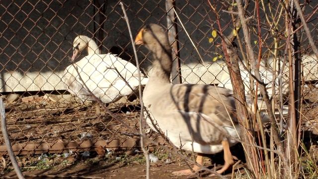 Домашние гуси двигаются вдоль вольера.