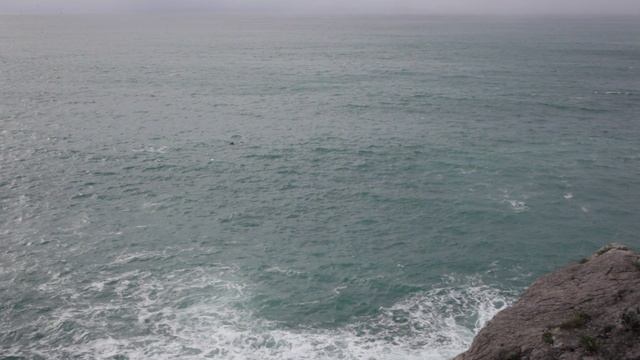 a flock of dolphins hunt near the shore.mp4