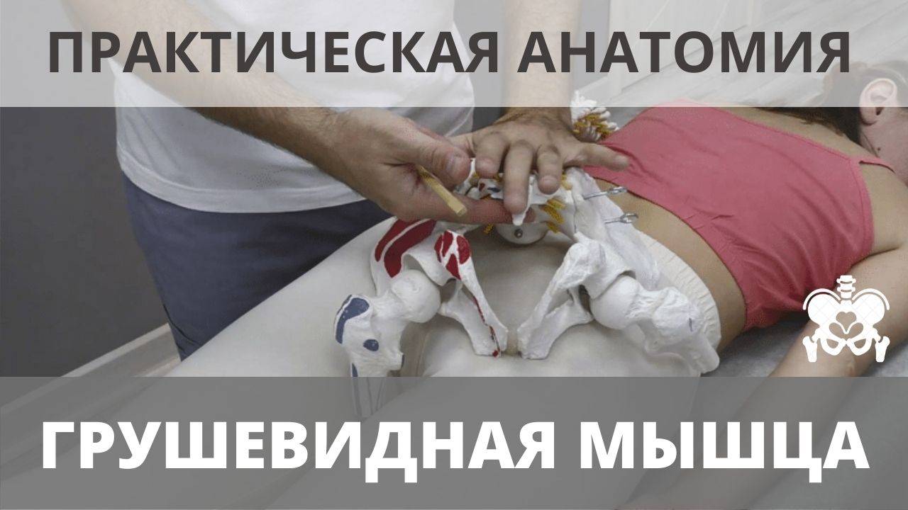 ГРУШЕВИДНАЯ МЫШЦА. Анатомия, пальпация, функция. Практическая анатомия для массажистов.