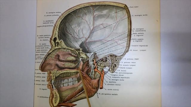 Лицевой нерв