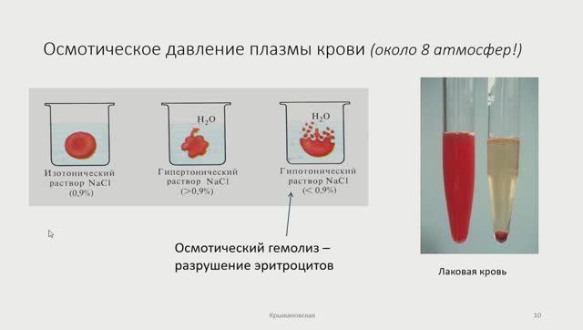 Физиология крови. Часть 1.