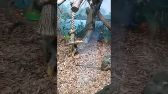 Обезьянки-игрунки