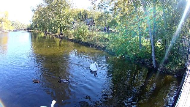 Птицы водоплавающие.