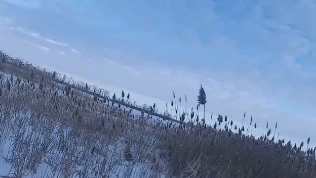 Работа Бретона по зайцу со стойкой.mp4