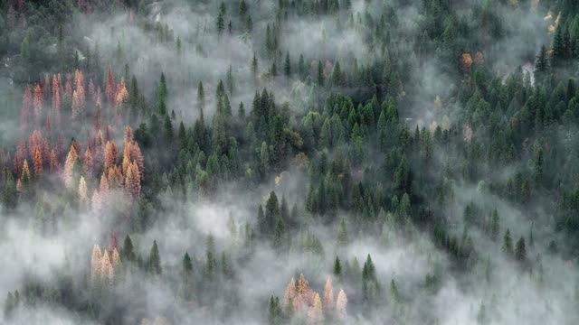 КОНИ ЛЫЖИ СНЕГ январь 2019 в АЛУКСНЕ
