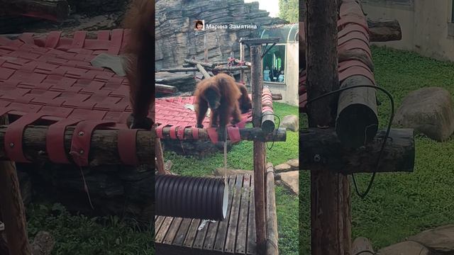 Суматранские орангутаны в Московском зоопарке.