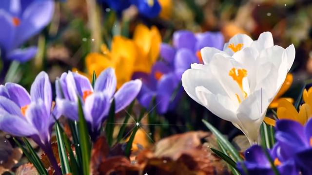 С днём рождения, Марина Игоревна! (2022)