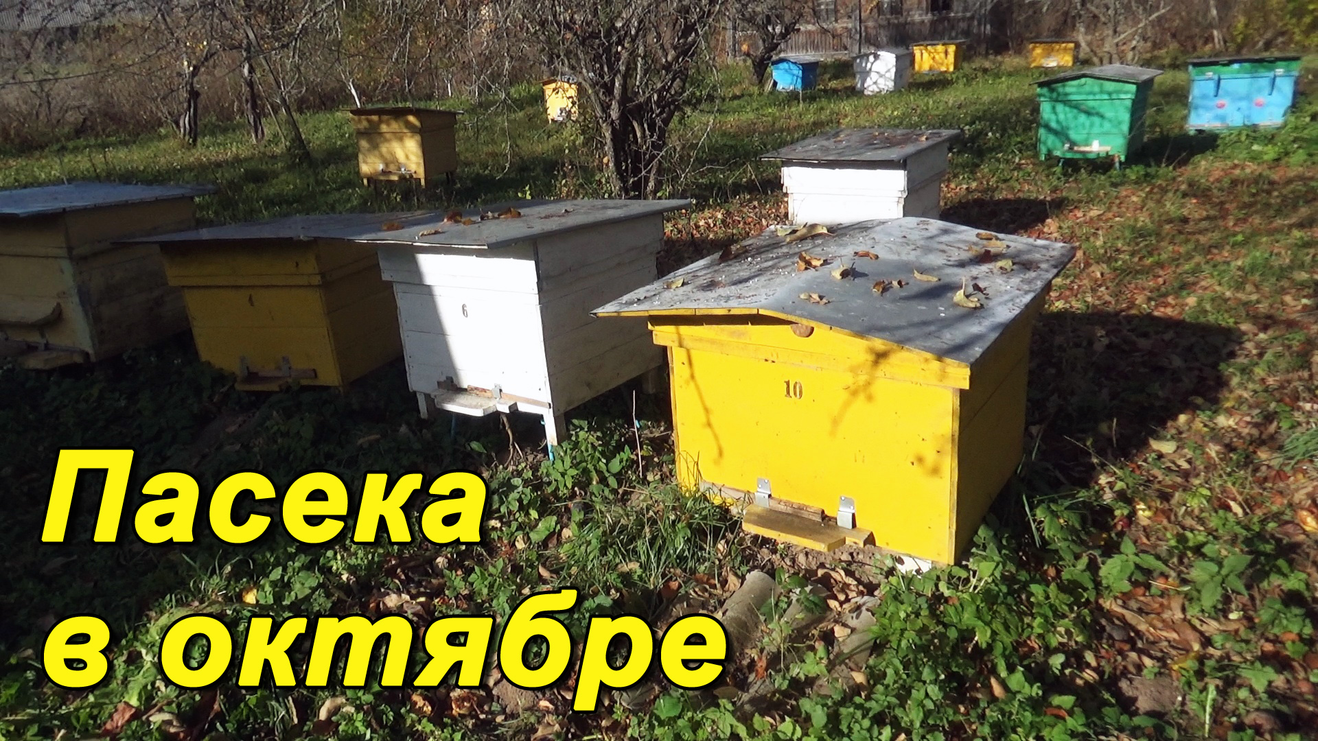 Последний облёт пчёл осенью состоялся 14 октября. По пасеке ещё летают пчёлы воровки.