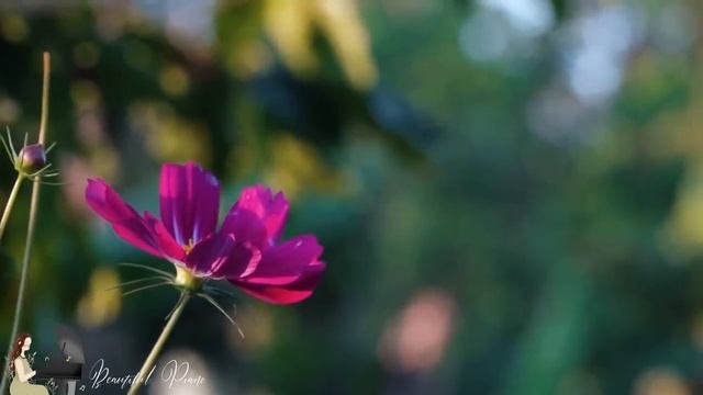 Красивая расслабляющая музыка для снятия стресса, Умиротворяющая фортепианная музыка, музыка для сна