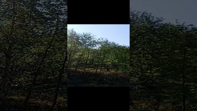 таежная находка